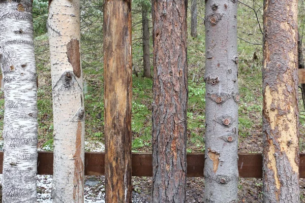 Trunk piling Stock Photos, Royalty Free Trunk piling Images | Depositphotos