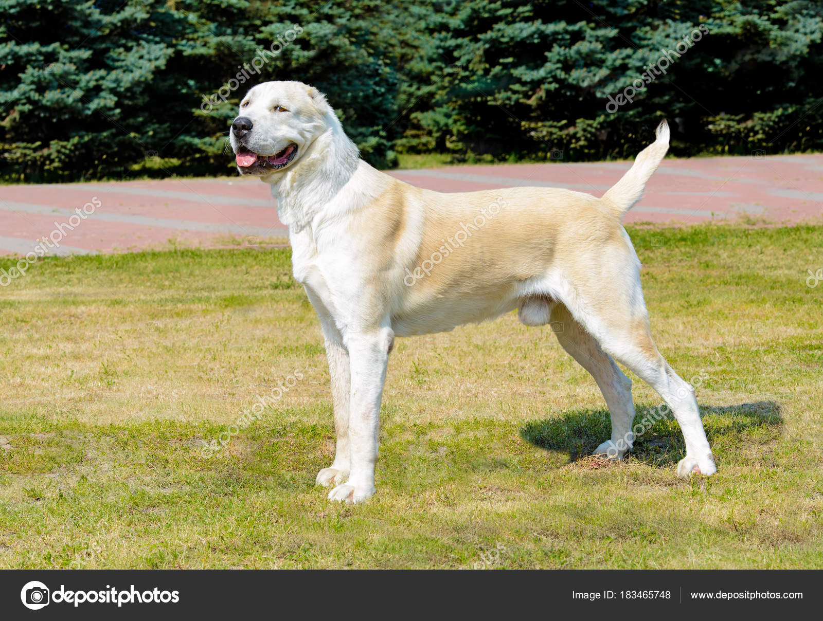 Are Central Asian Shepherd Dogs Purebred