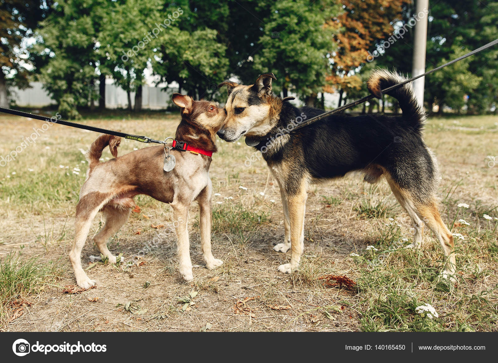 Two cute dogs playing — Stock Photo © Sonyachny #140165450