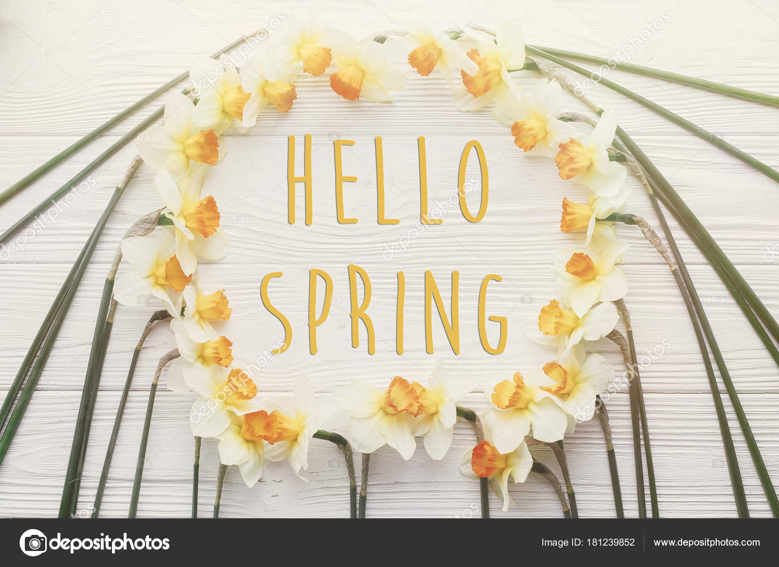 Hello Spring Text Flat Lay Beautiful Yellow Daffodils Soft Light Stock ...