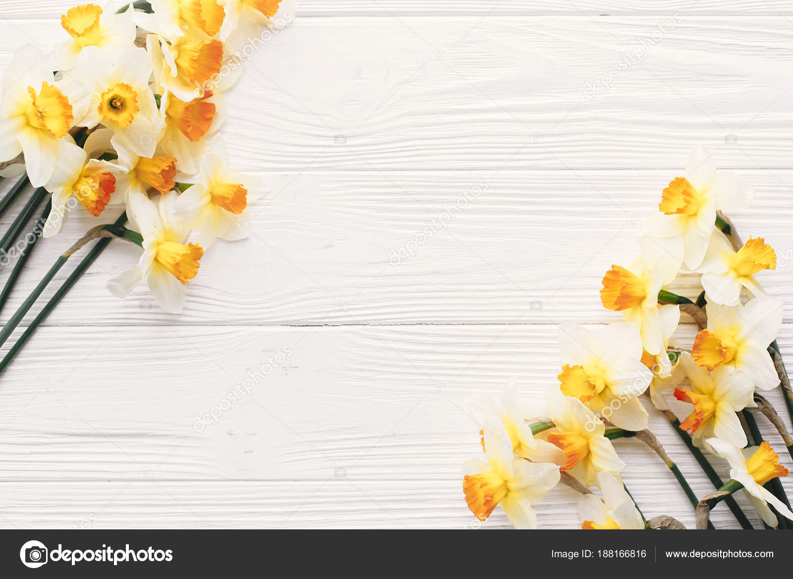 Beautiful Fresh Daffodils White Wooden Background Top View Hello Spring ...