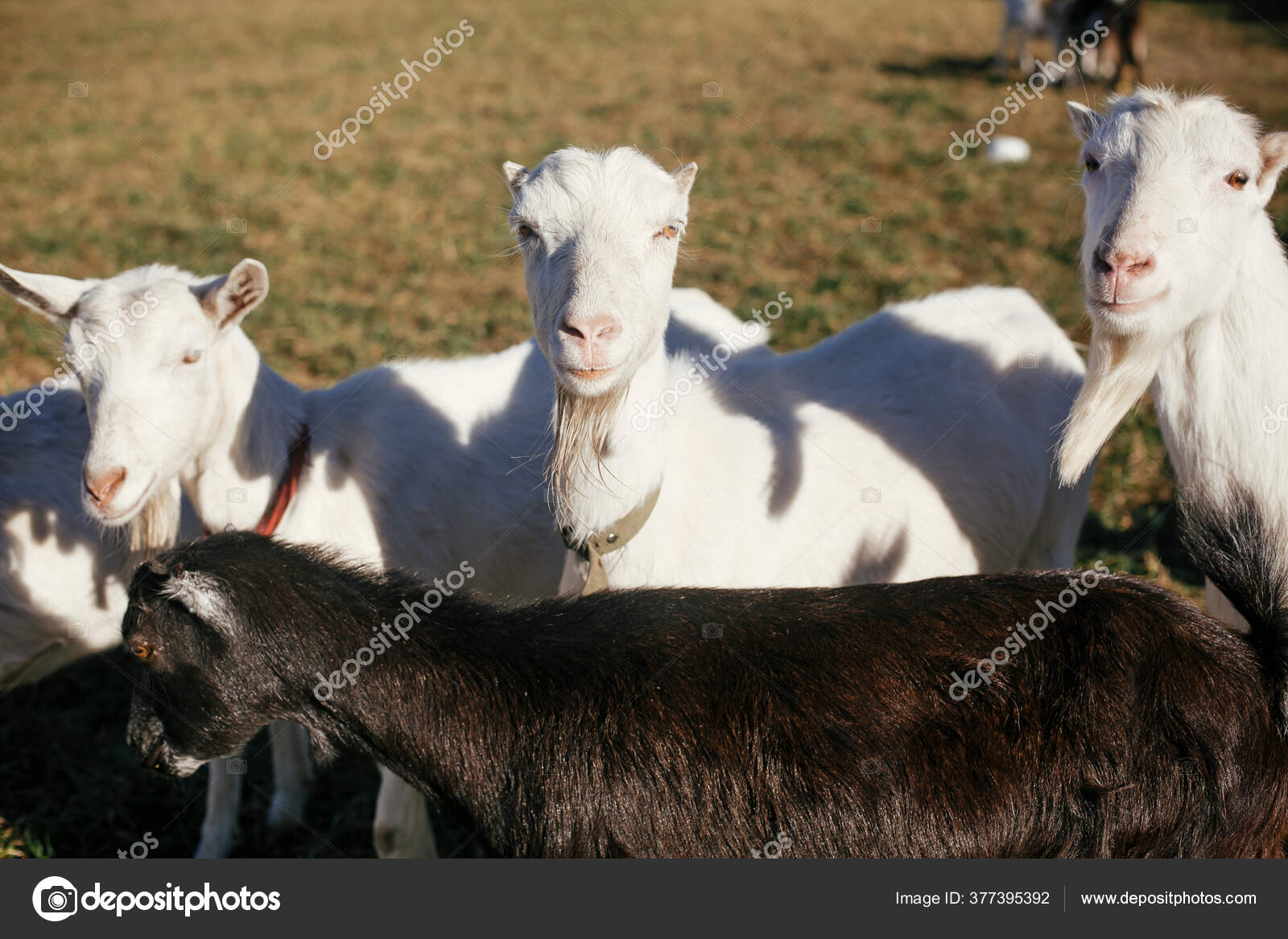 Sweet Goats Funny Beards Background Other Goats Grazing Countryside ...