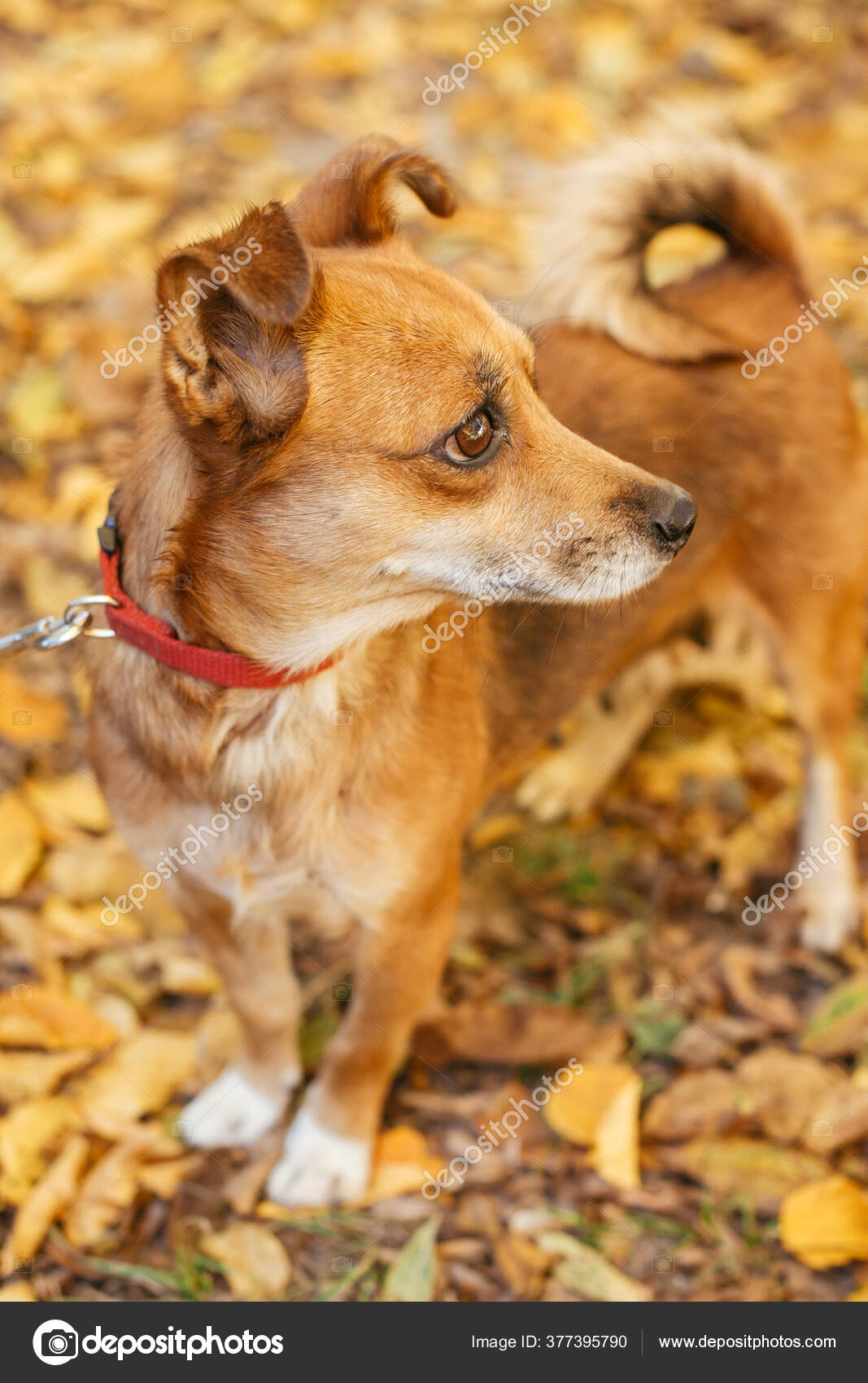 Lindo Perro Asustado Paseando Lado Voluntario Parque Otoño Adopción Del ...