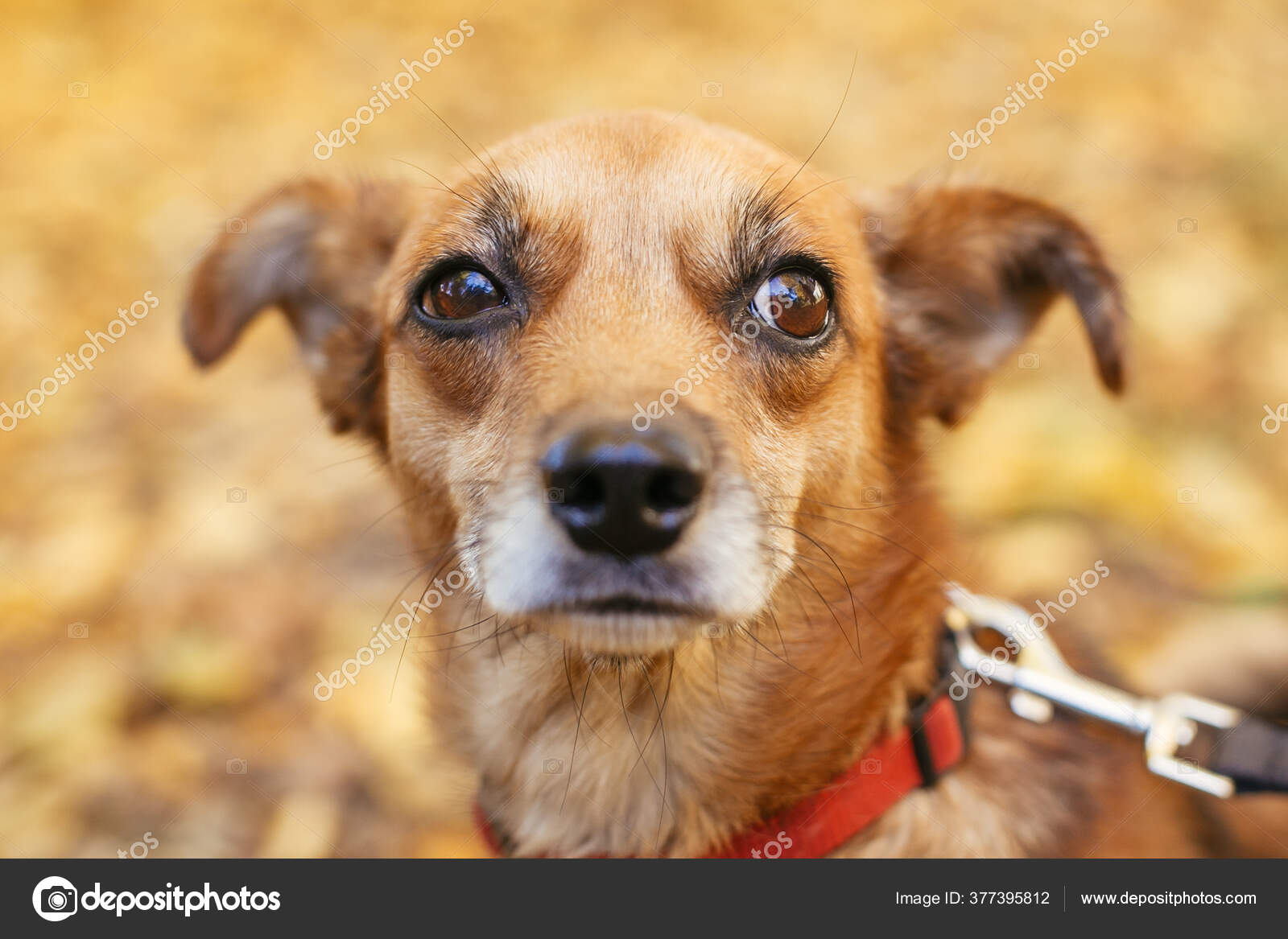 Retrato Lindo Perrito Asustado Paseando Junto Voluntario Parque Otoño ...