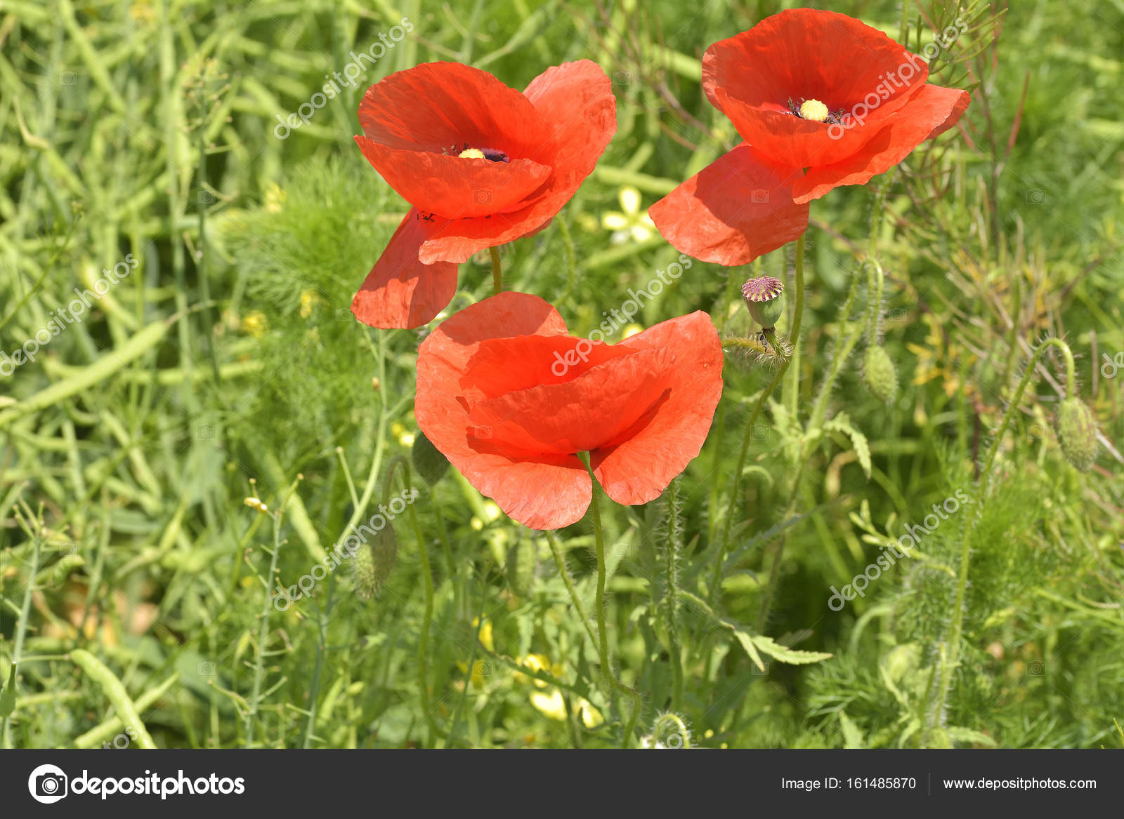 Red poppy (common names: corn poppy, corn rose, field poppy, Flanders ...
