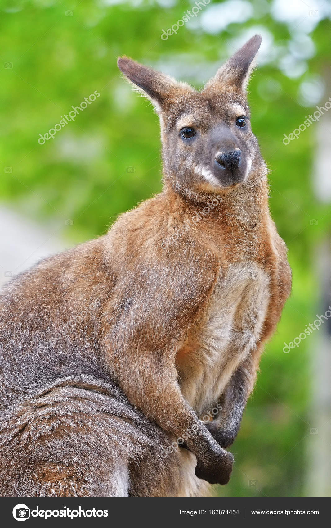 Músculos De Canguro Rojo