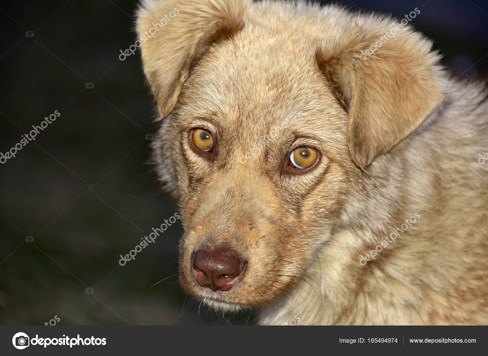 Beautiful dog with unique features ready for adoption Stock Photo by ...