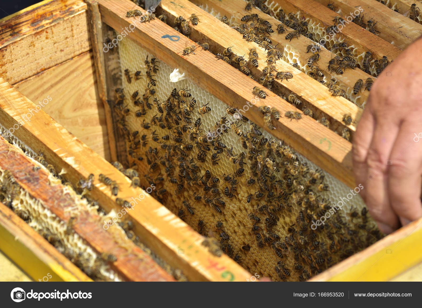 Work bees in hive Bees convert nectar into honey and close it in the ...