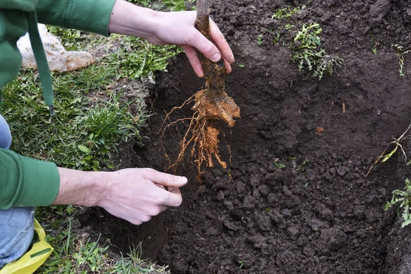 Tree roots Stock Photos, Royalty Free Tree roots Images | Depositphotos