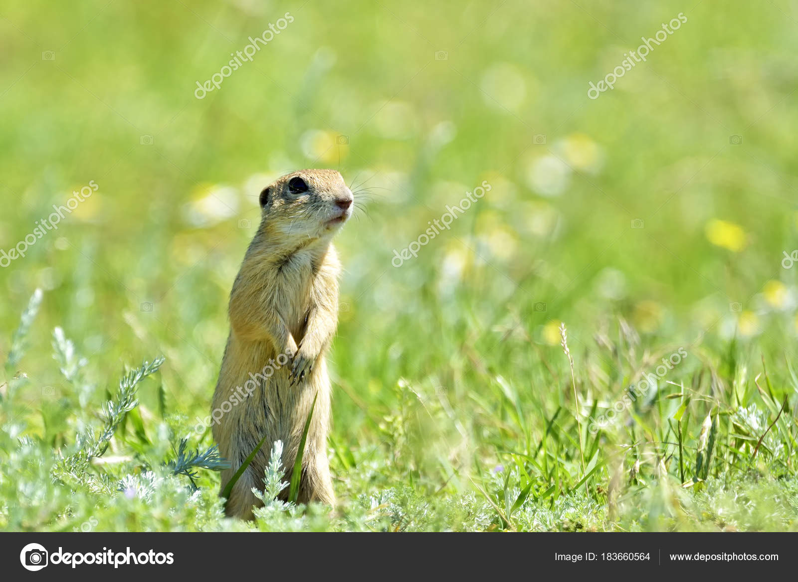Gopher Nature Stock Photo by ©brszattila@gmail.com 183660564