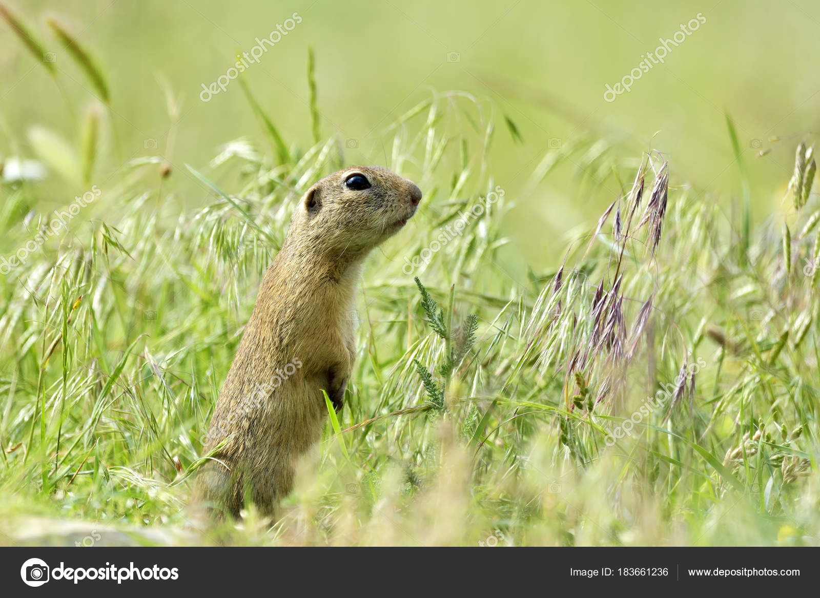 Surprised Gopher