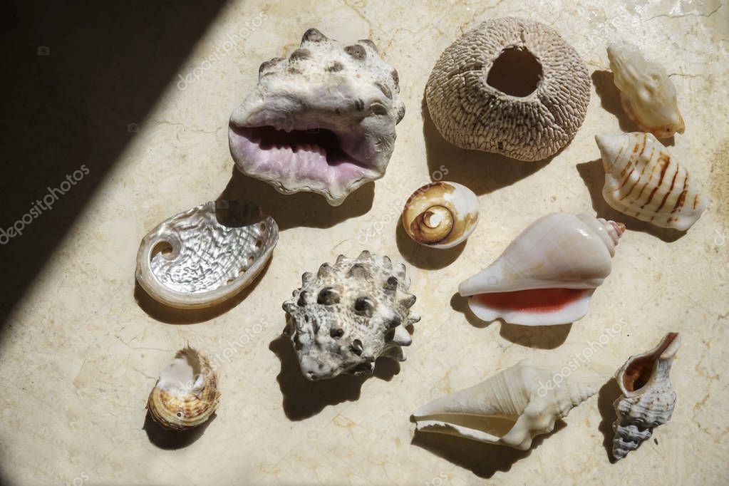 Images: red sea shell | Red sea shells — Stock Photo © yuplex #136341030