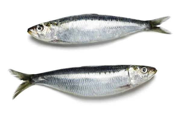 Sardine fish Stock Photos, Royalty Free Sardine fish Images | Depositphotos