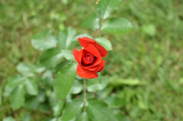 Long stem rose Stock Photos, Royalty Free Long stem rose Images ...