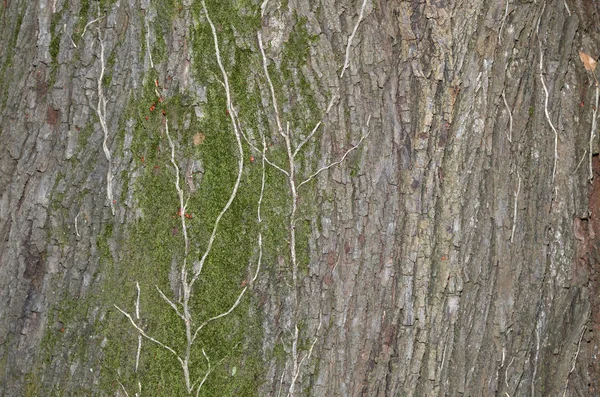 Natural ladder Stock Photos, Royalty Free Natural ladder Images ...