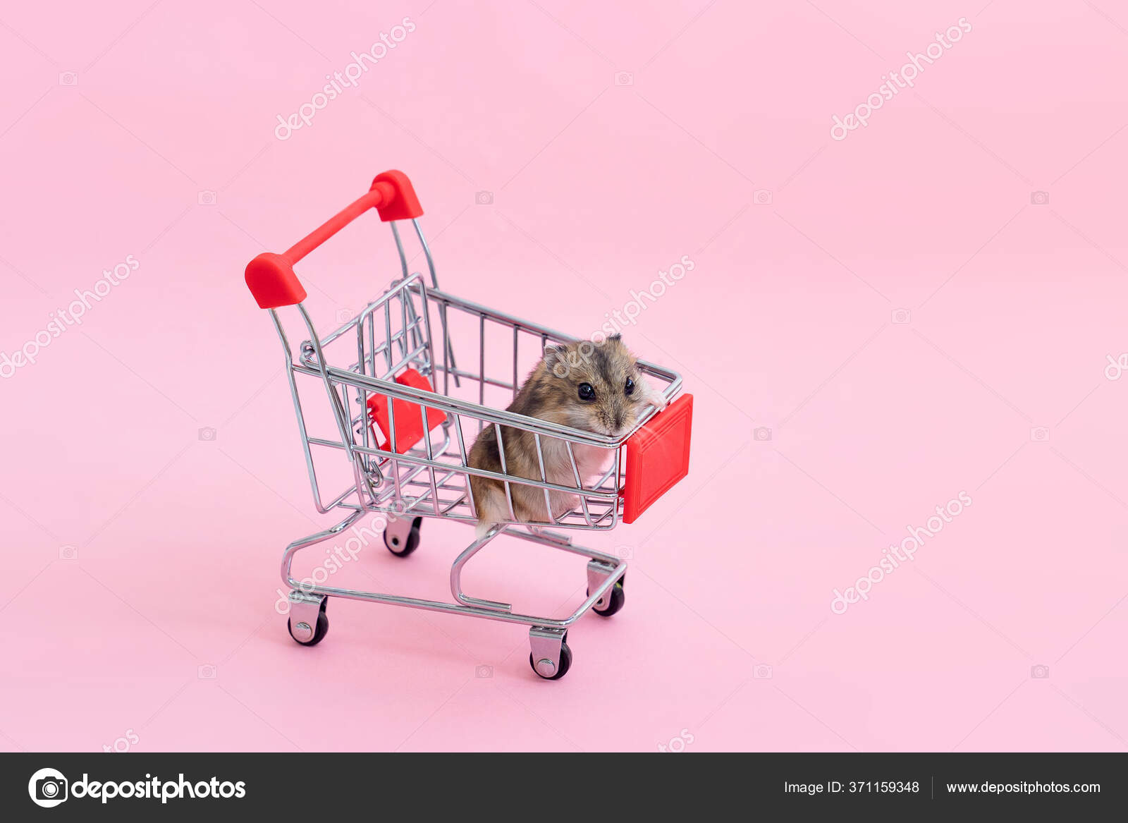 Asian hamster runs away and sits in shopping cart Stock Photo by ...