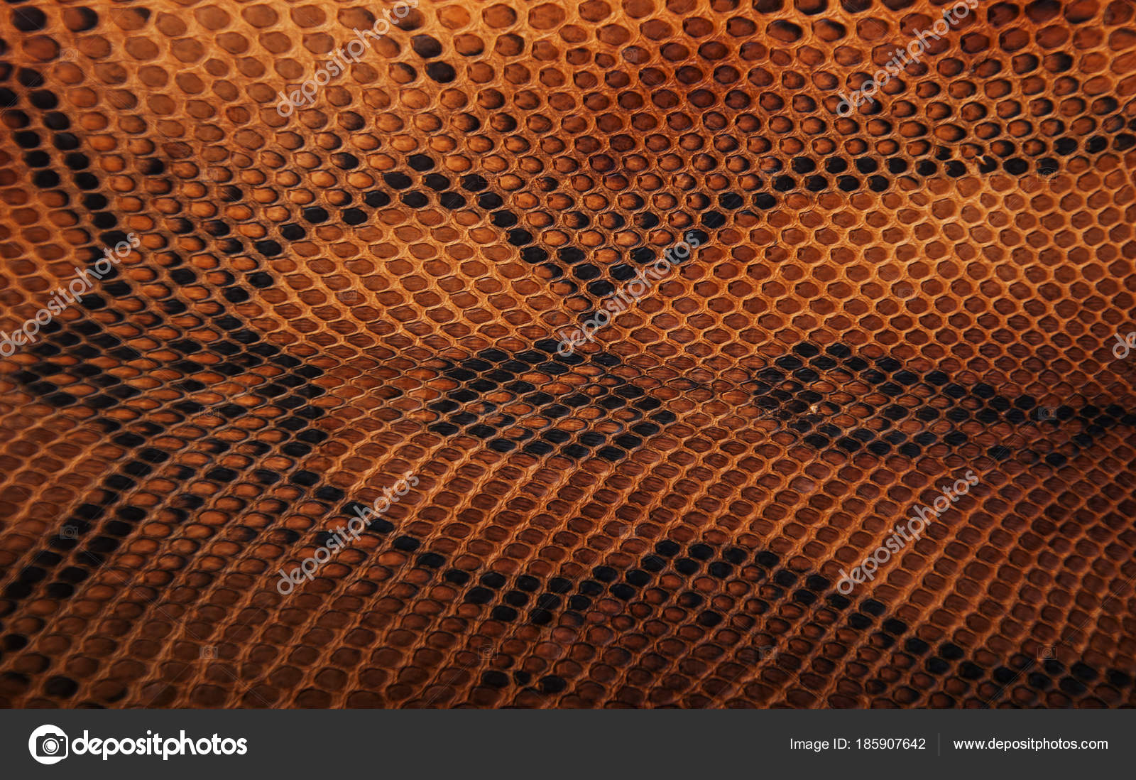 Snake skin pattern — Stock Photo © Almaje #185907642