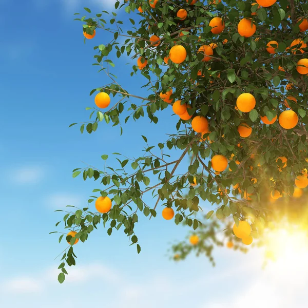 Orange tree background Stock Photos, Royalty Free Orange tree ...