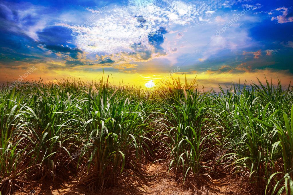 Sugarcane field in sunset sky and white cloud in Thailand — Stock Photo ...