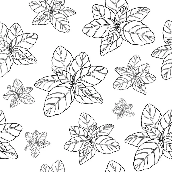 Basil Seamless Pattern. Italian herbs.A sprig of marjoram. Basil is a fragrant and fragrant ...