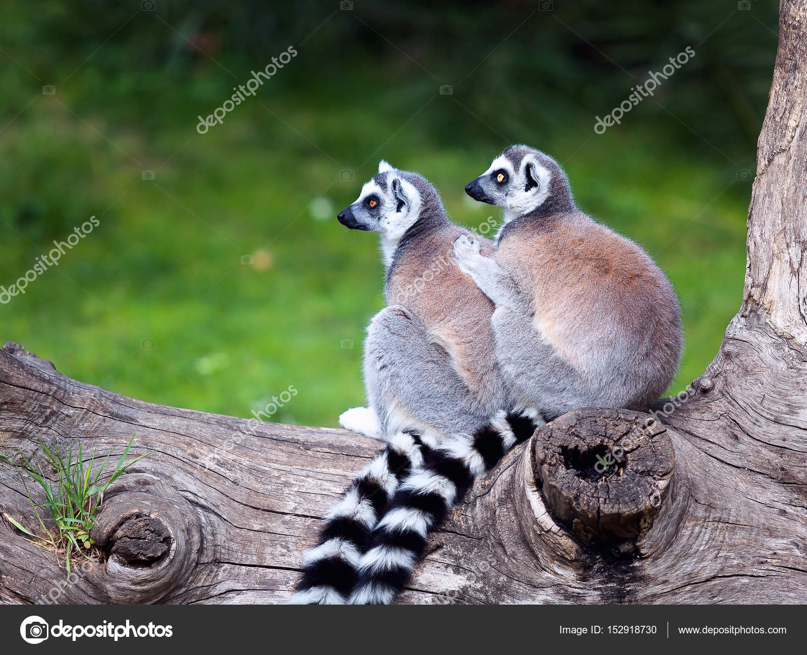 The ring-tailed lemur — Stock Photo © Polifoto #152918730