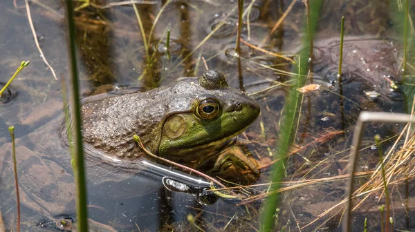 Bull frog hunting insects Pictures, Bull frog hunting insects Stock ...