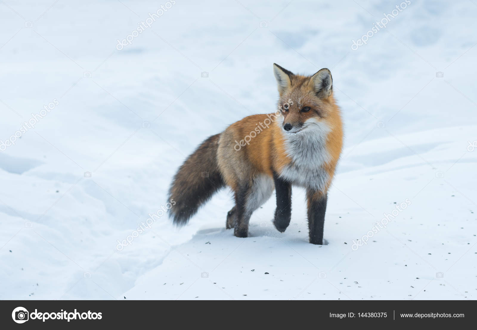 Common Red fox (Vulpes vulpes) in the wild. Wild animal emerges from a ...