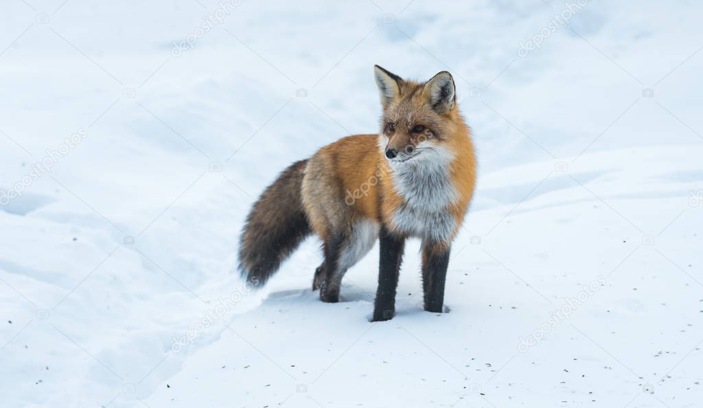 Common Red fox (Vulpes vulpes) in the wild. Wild animal emerges from a ...