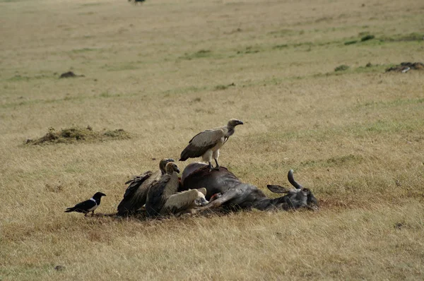 Vultures Feeding Prey Savanna Namibia Africa Stock Photo by ©Gi0572 ...