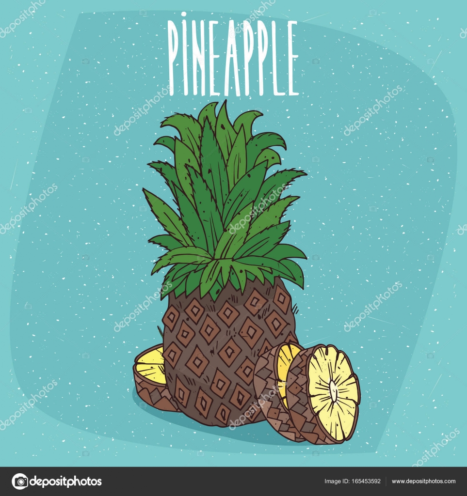 Isolated fruit of ripe ananas with slices Stock Vector Image by ...