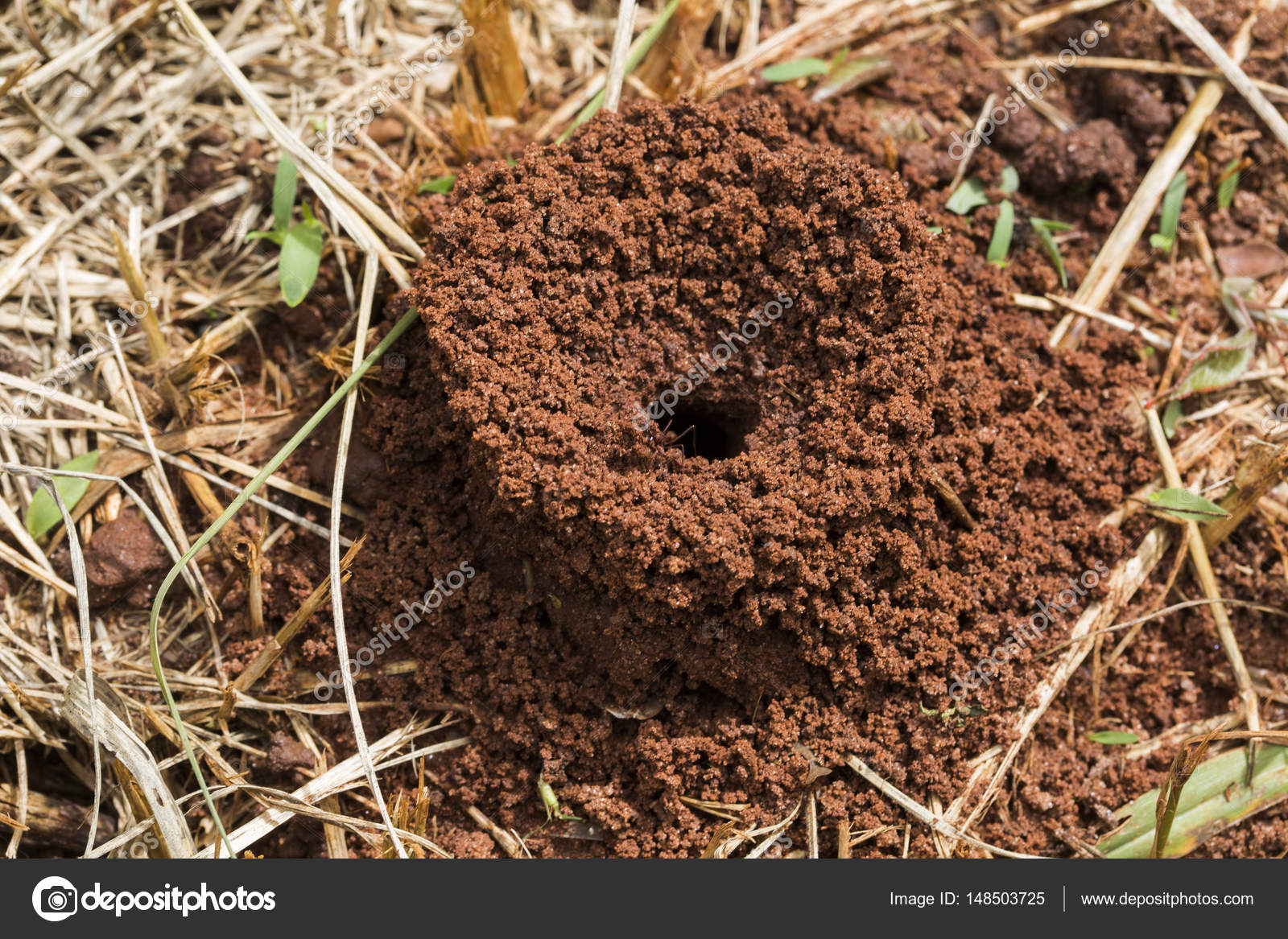 Ants in the nest Stock Photo by ©Paulovilela 148503725