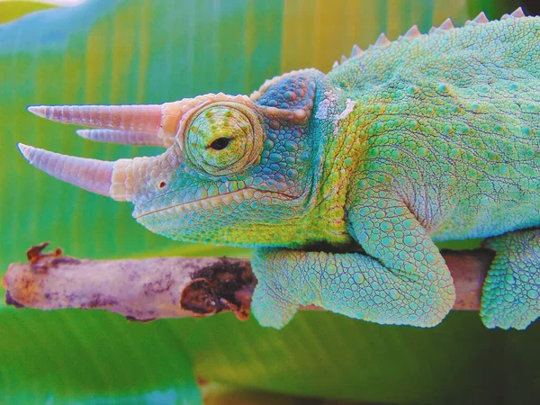 Chameleon Stock Photos, Royalty Free Chameleon Images | Depositphotos