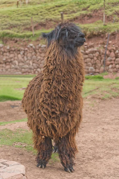 La lama Stock Photos, Royalty Free La lama Images | Depositphotos