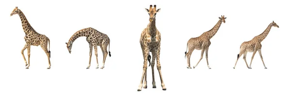 Giraffe evolution Stock Photos, Royalty Free Giraffe evolution Images ...