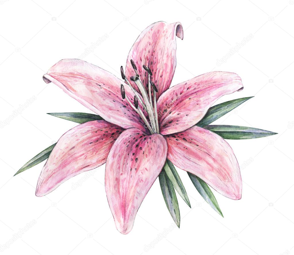 Dibujos: dibujo de flor azucena | Flores de lirio rosa aislados sobre ...
