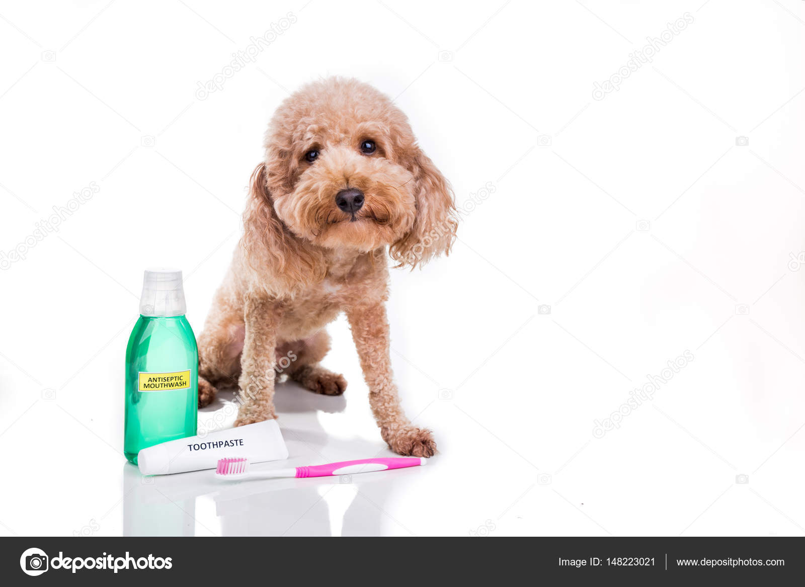 Pet dog with toothbrush, toothpaste and mouthwash oral care conn Stock ...