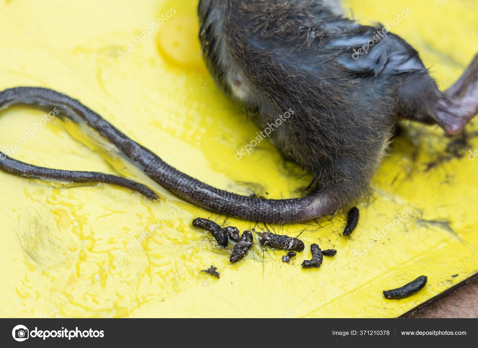 Close Rat Feces Shit Poop Droppings Excreted Glue Trap Stock Photo by ...