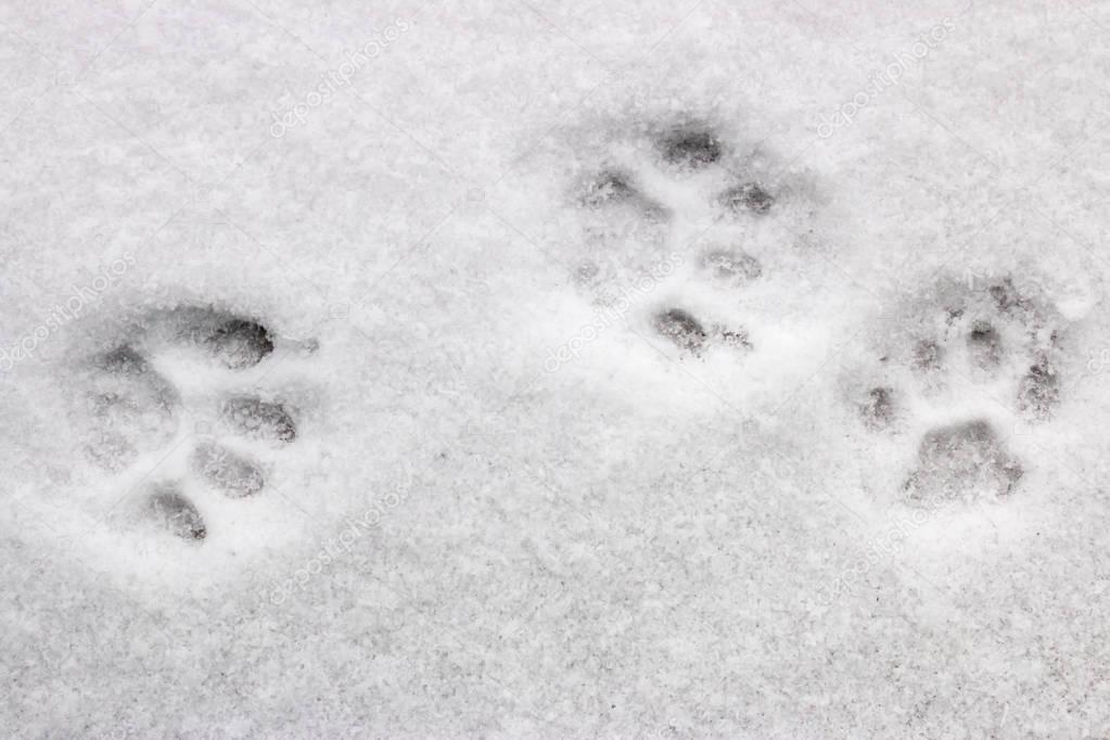 Three cat footprints in the snow — Stock Photo © itakdalee #132559134
