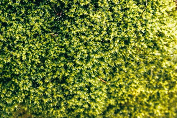 Moss background Stock Photos, Royalty Free Moss background Images ...