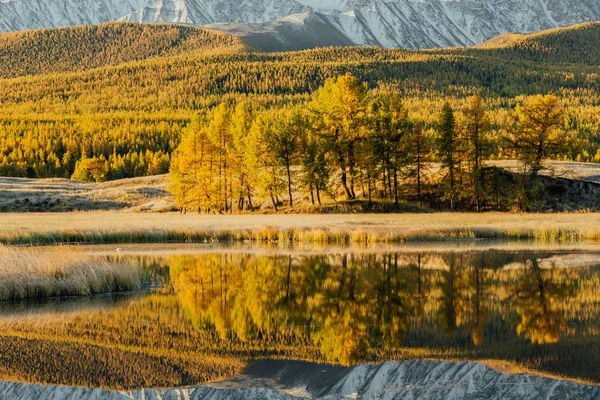 Reflection in the mirror of the lake trees yellow poplar grove. Autumn ...