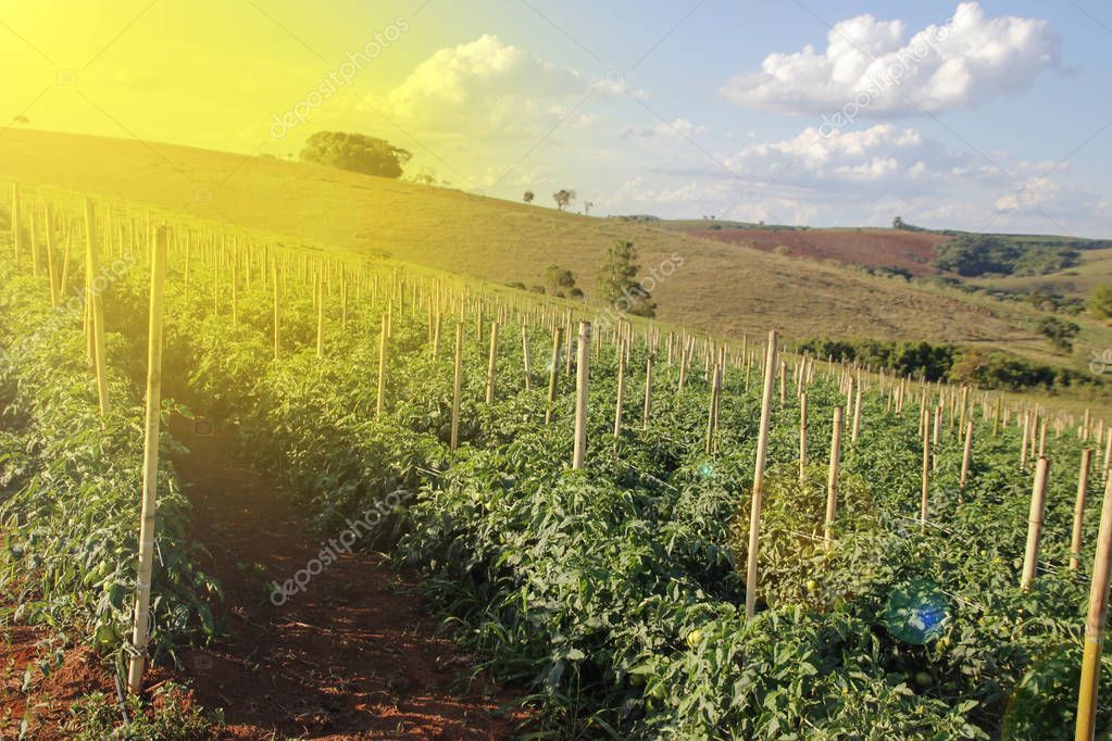 Plantación de tomate con sol en Brasil 2023