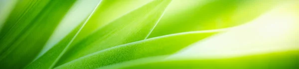 Leaf cover page design Stock Photos, Royalty Free Leaf cover page ...