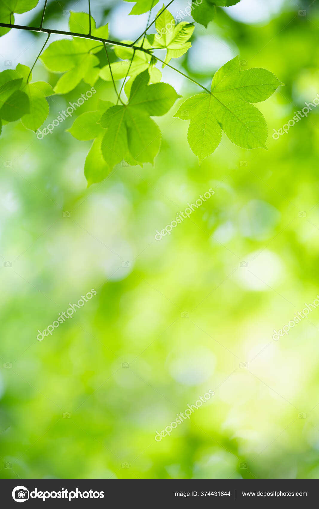 Leaf Nature Wallpaper Green Background