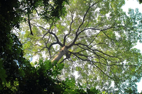 Tree Canopy Images - Search Images on Everypixel