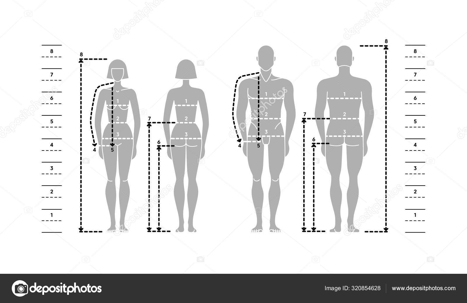 Silhuettes of man and women in full length with measurement lines of ...