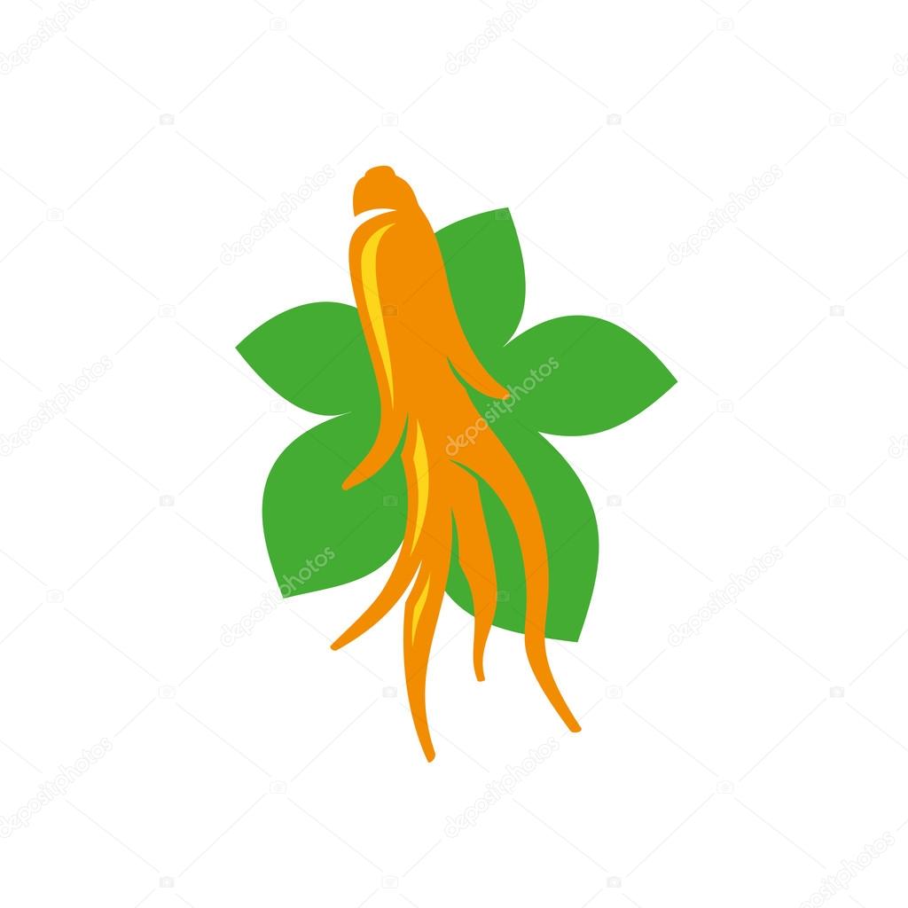 Ginseng root plant Stock Vector by ©Kilroy 125749006