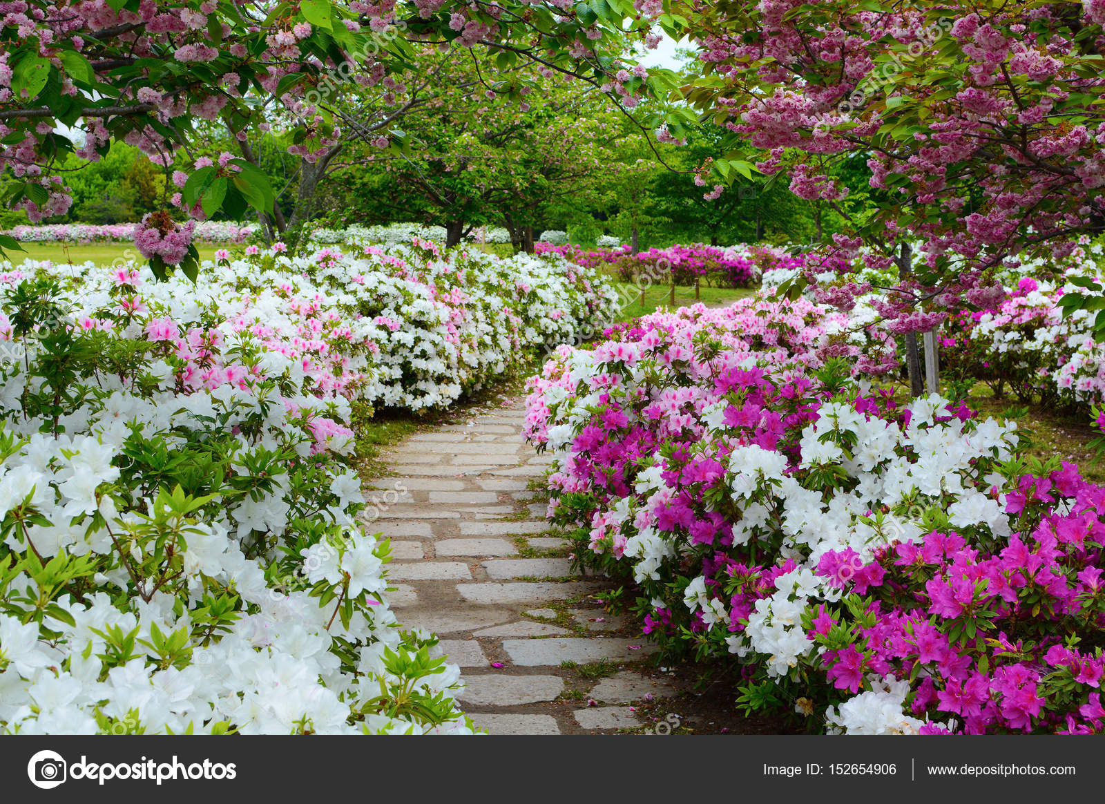 Peaceful stone walking path in a garden of spring azalea flowers and ...