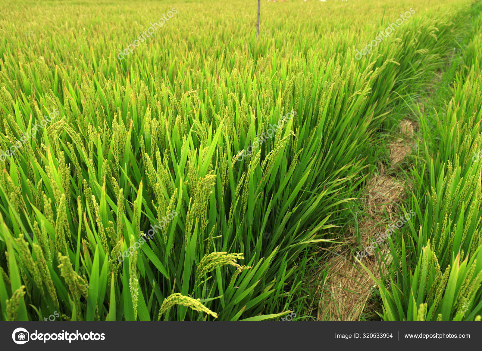 Rice paddies Stock Photo by ©zhengzaishuru 320533994