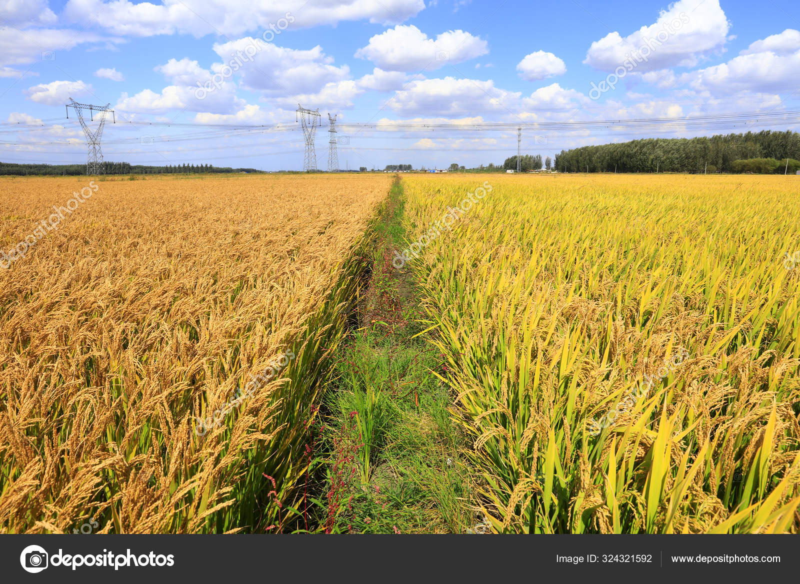 Mature rice in rice field, Stock Photo by ©zhengzaishuru 324321592
