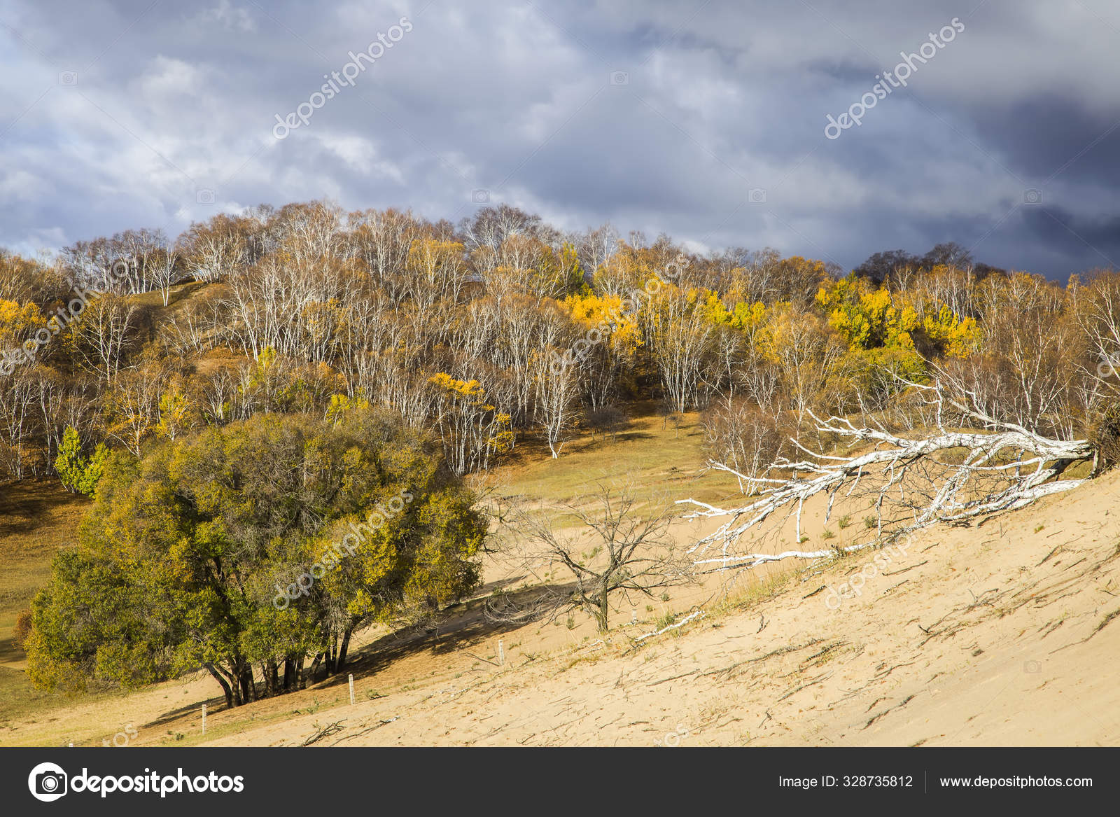 In autumn, trees on the hillside — Stock Photo © zhengzaishuru #328735812